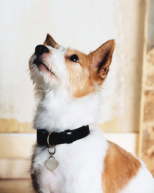 BLACKPINK's Rosé Hit With Hate... Because Of Her Dog Hank - Koreaboo