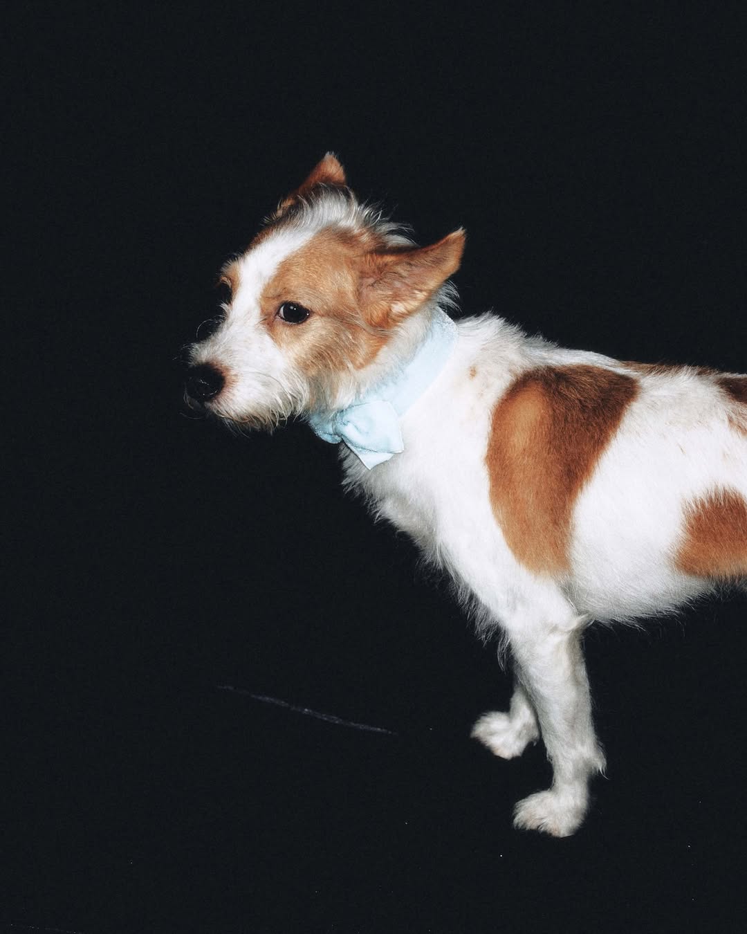 BLACKPINK's Rosé Faces Backlash Over Her Dog Hank - KPOP HIT